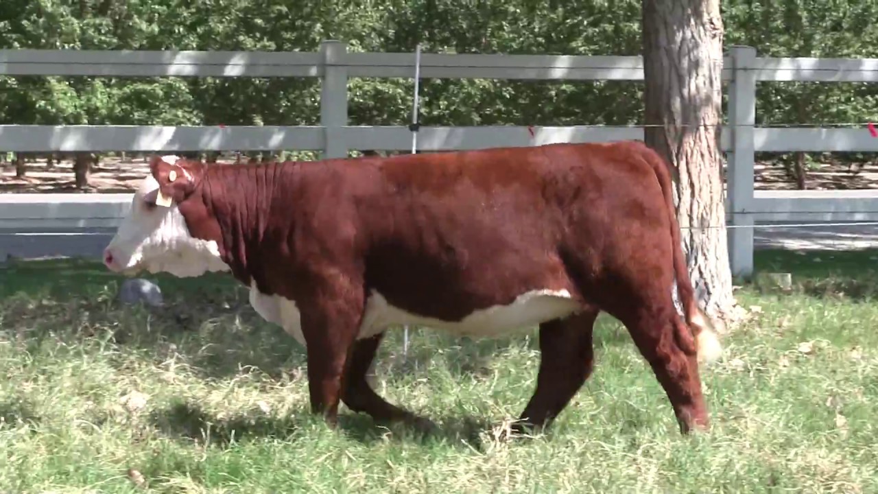 Lot 10 Bobby Dewar Hfrs - YouTube