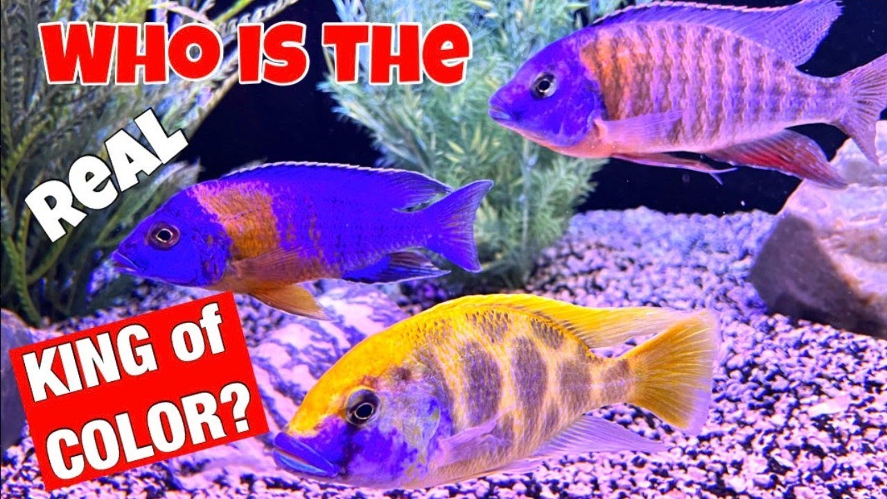African Cichlids Colors Male African Cichlid For Sale – Ron's