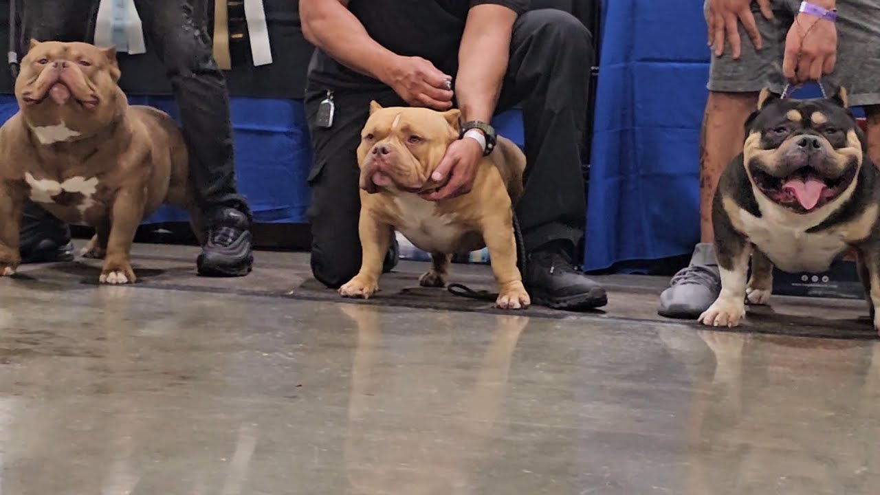 American Bully stack off - The worlds most muscular dogs - YouTube
