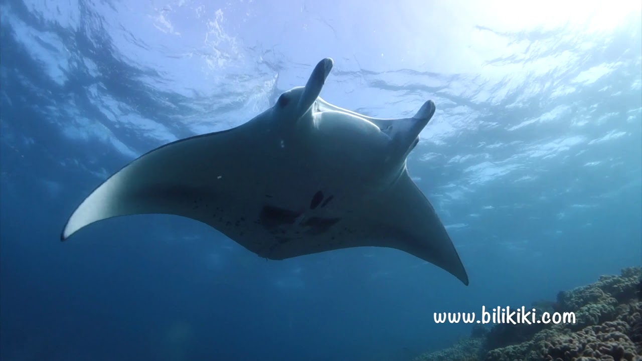Scuba Diving Solomon Islands with Bilikiki Cruises - YouTube