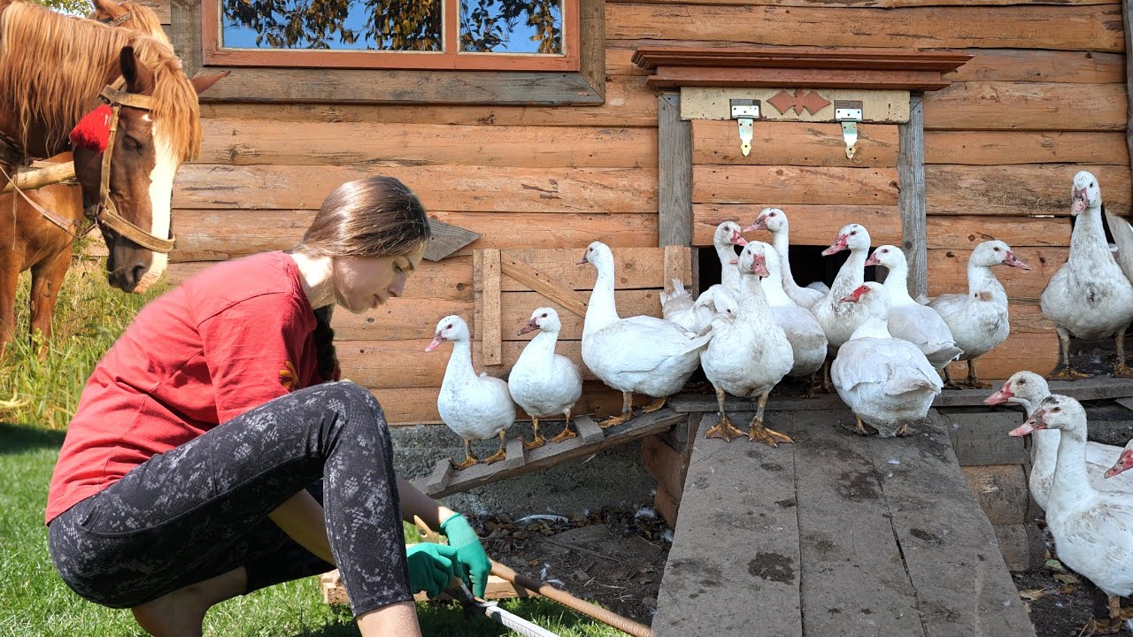 Woman is raising ducks 90 days. Cooking village food on fire. Routine ...