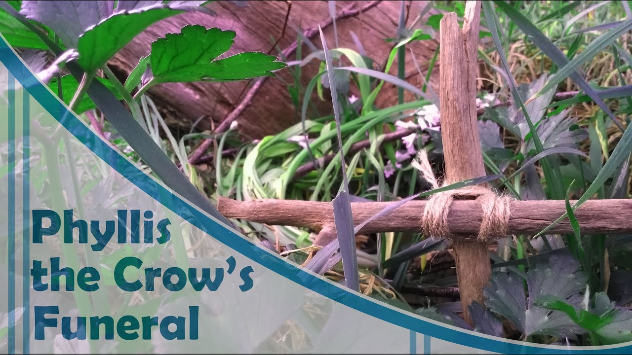 Phyllis the Crow's Funeral - YouTube