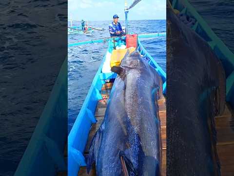 The largest black marlin in the world