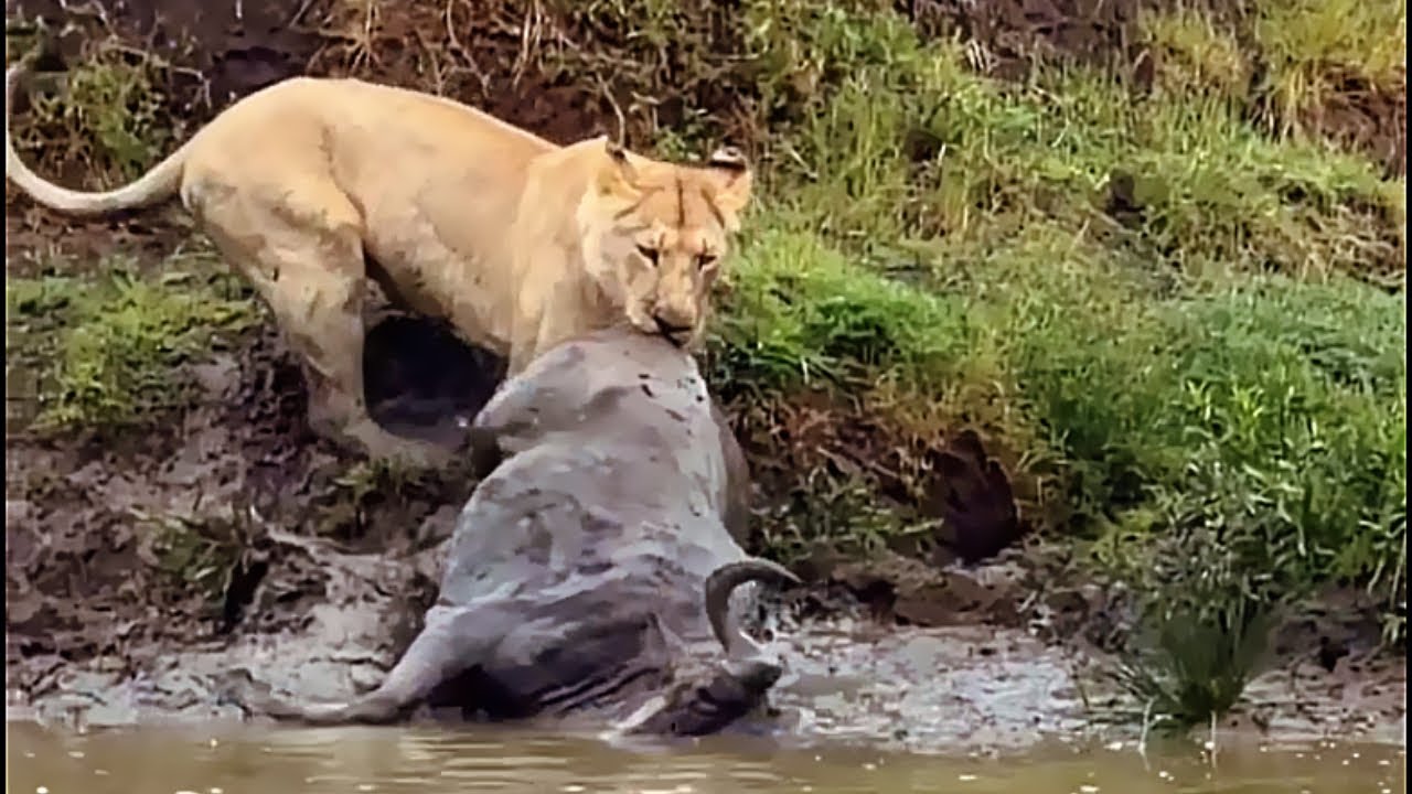 Marsh Pride Sub adult Lions Killed a Buffalo | Masaimara | 5 October ...