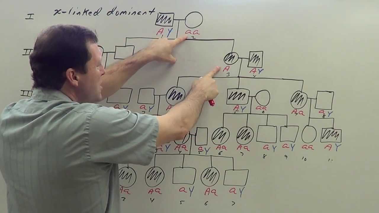 X Linked Dominant Pedigree Youtube 1444