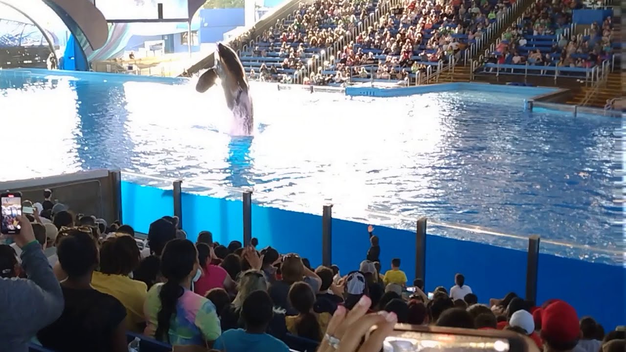 ORCA ENCOUNTER EXTREAMLY BEAUTIFUL! FULL SHOW AT SEAWORLD SAN ANTONIO 6 ...