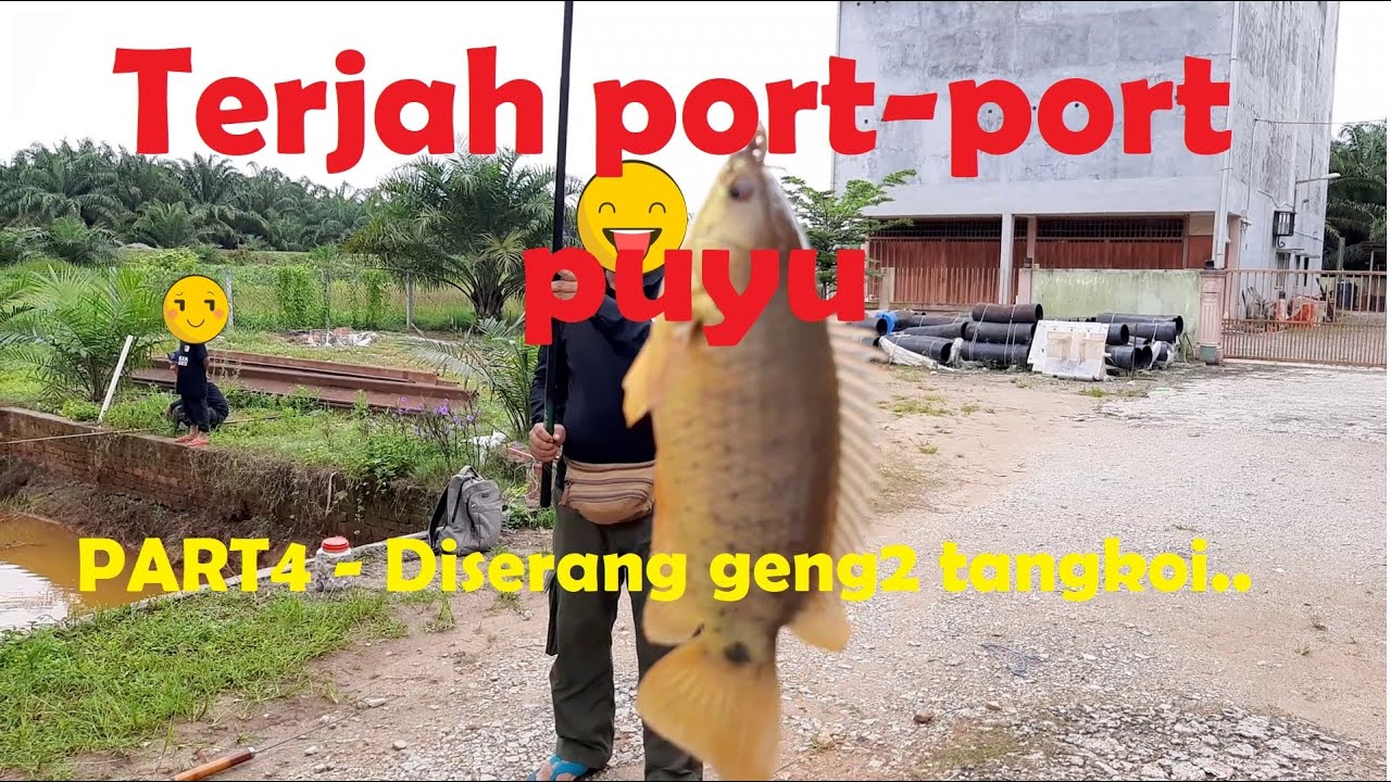Memancing ikan puyu - part4 - Diserang GENG tangkoi - YouTube