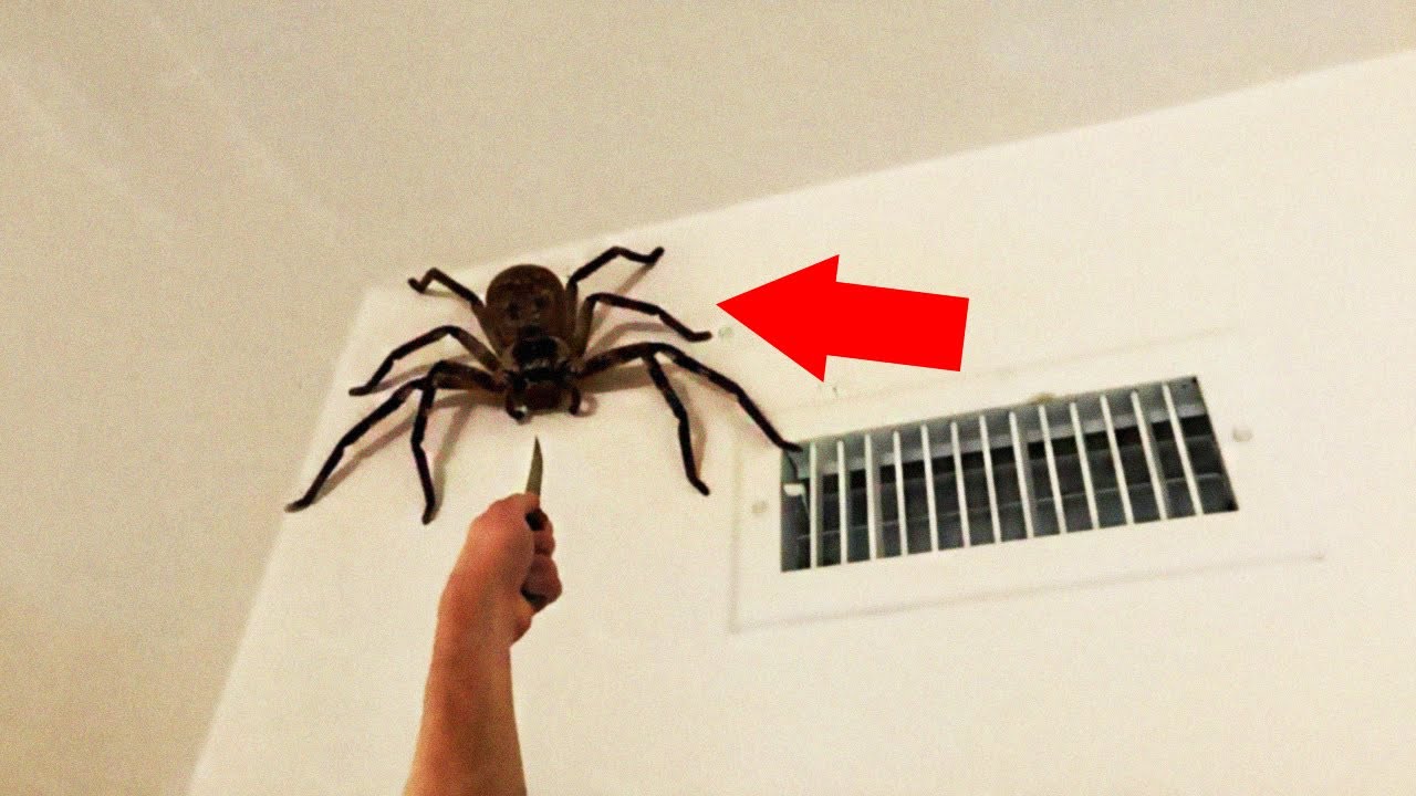 Amazing Insect Encounters Caught on Camera - YouTube