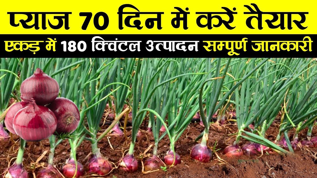 Pyaj ki kheti | प्याज की खेती संपूर्ण जानकारी | Pyaj ki kheti kaise ...