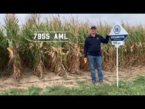 Optimum AcreMAX Leptra - The Right Seed For Clean Ears - YouTube
