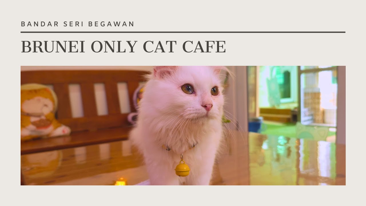 Uncle Cat Cafe – Brunei’s Hidden Gem for Cat Lovers! - YouTube