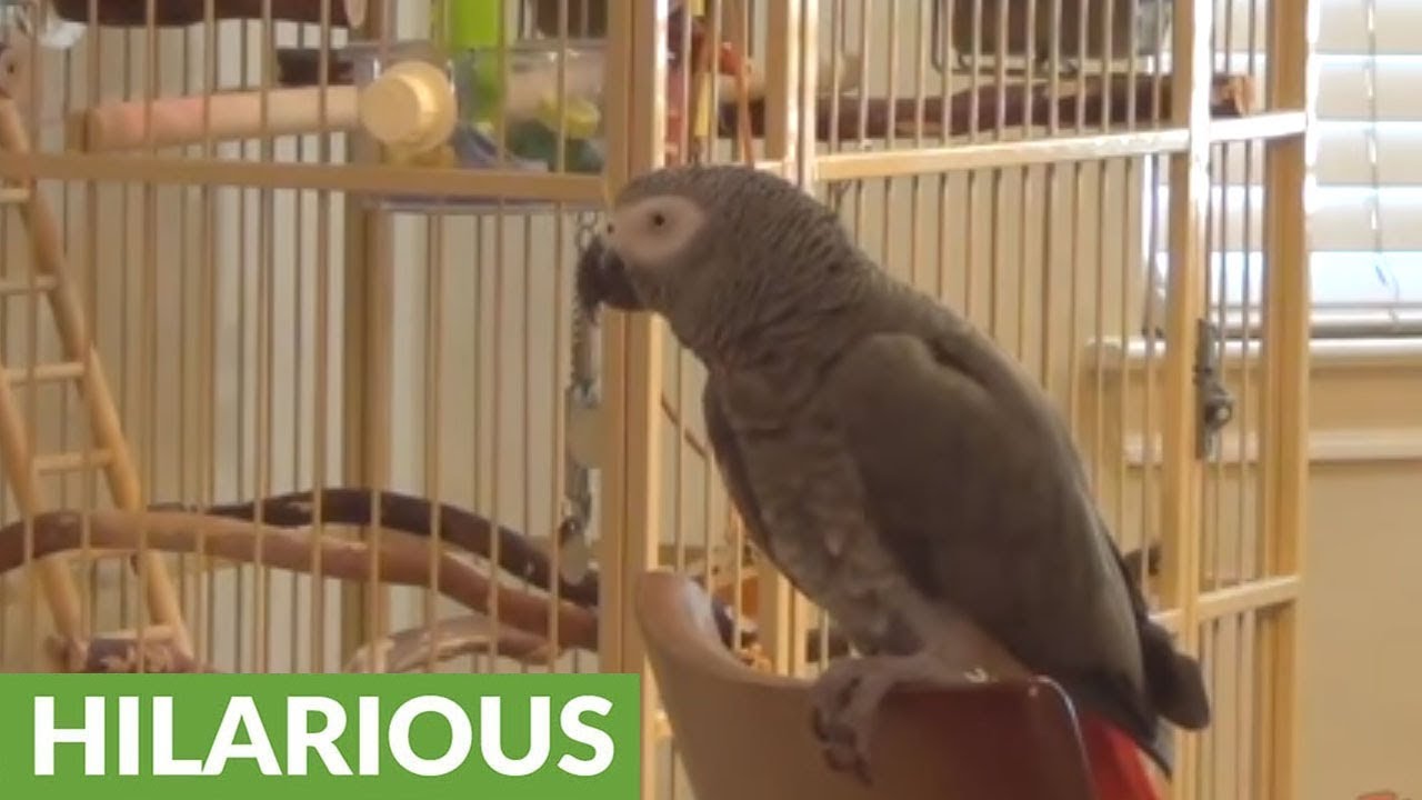 Parrot does double duty as both entertainer and supervisor - YouTube