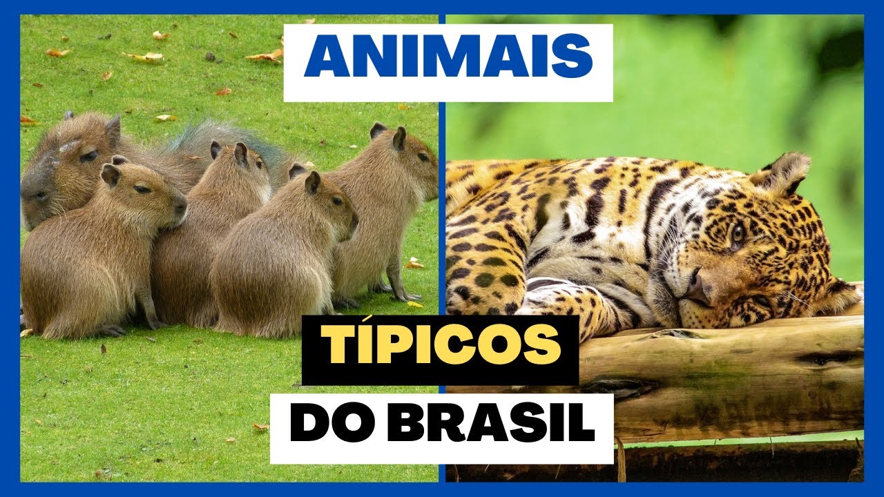 Animais típicos do Brasil - YouTube