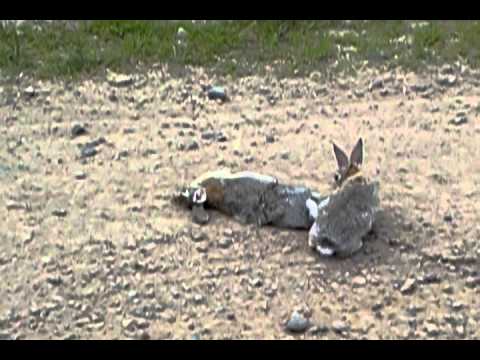 san rabbit, conejo triste.. - YouTube