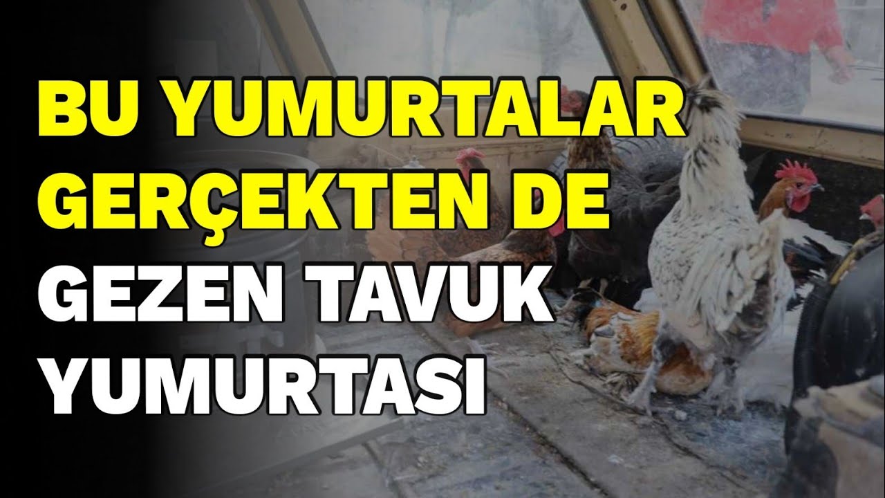 Bu tavuklar gerçekten 'geziyor' - YouTube