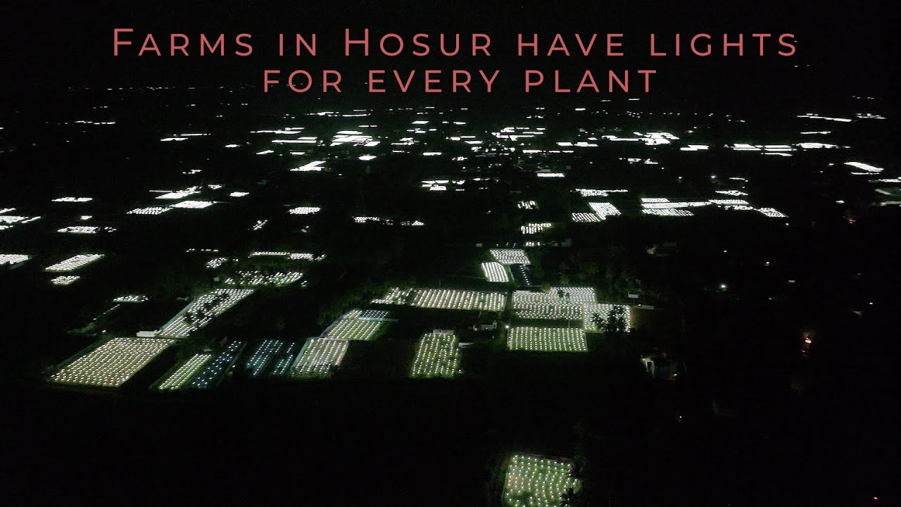 Farms in Hosur have Lights for Every Plant Whole Night - YouTube