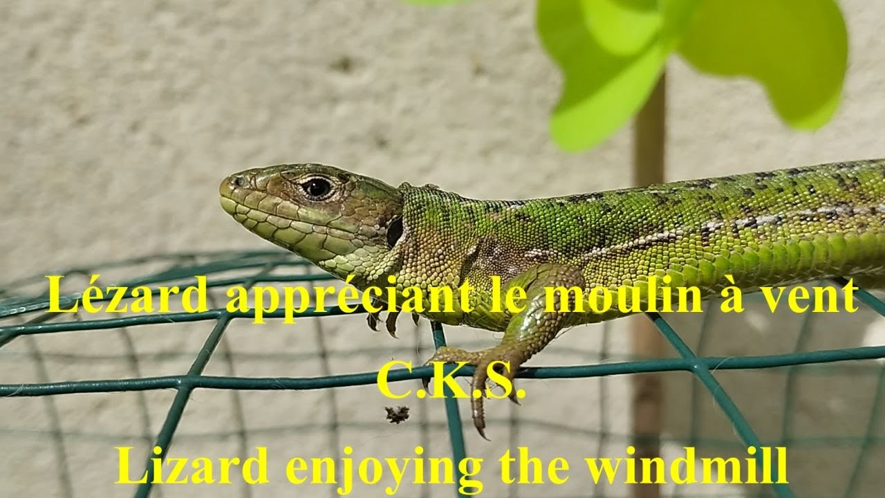 🌬️🦎 Lézard appréciant le moulin à vent - Lizard enjoying the windmill ...