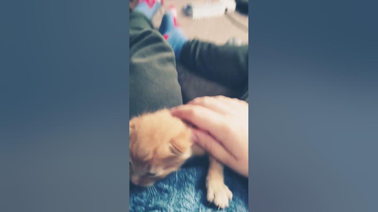 милый котик🥰 Youtube