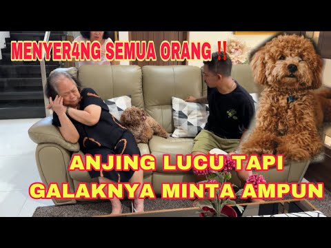 ANJING SUPER G4LAK ‼️ MENY3RANG SEMUA ORANG