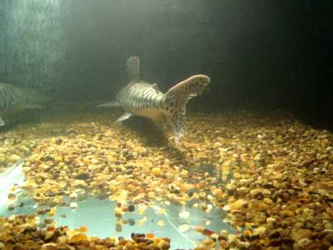 surubi tigre - YouTube