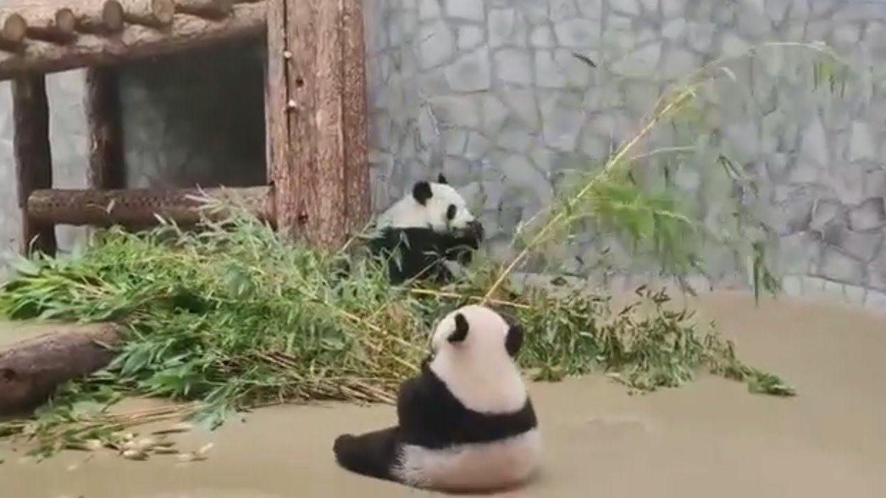 МамУся, как ВсЕгда ест, Я тоже усЕлась, а Чë мНе🐼👀🤣🔥😁🥰DinDin and BaBy ...