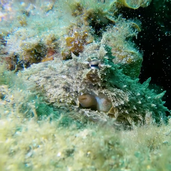 We came across the most curious and active little octopus 😍 - YouTube