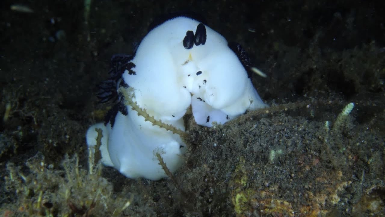 12+ Minutes Underwater Creatures 4K View Film | Explore the Unseen ...