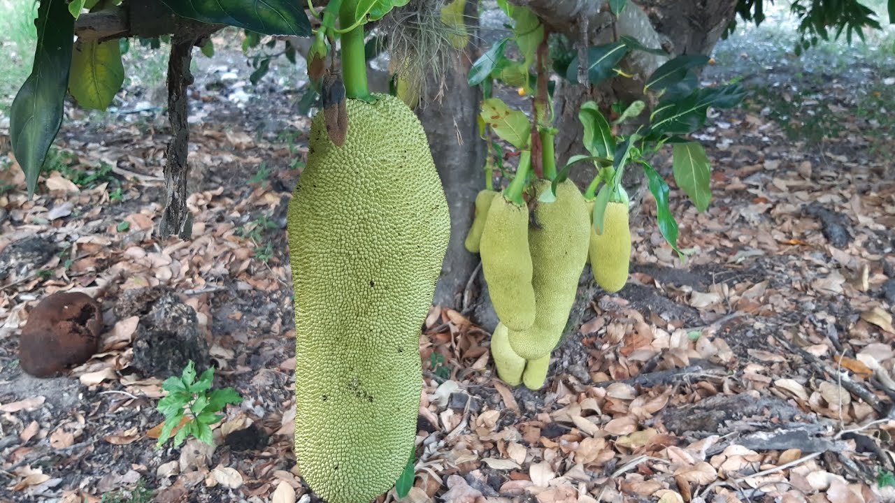 Aprenda a diferença entre jaca dura e jaca mole - YouTube