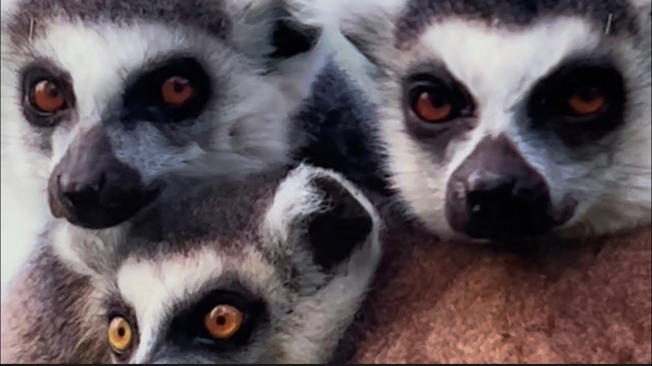 A taste of Bermuda part 2 - YouTube