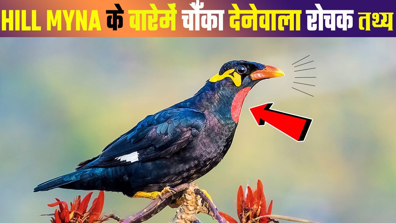 Aakhir Myna Aisa Kyun Kariti Hai? Hill Myna Facts | Myna | Maina Facts ...