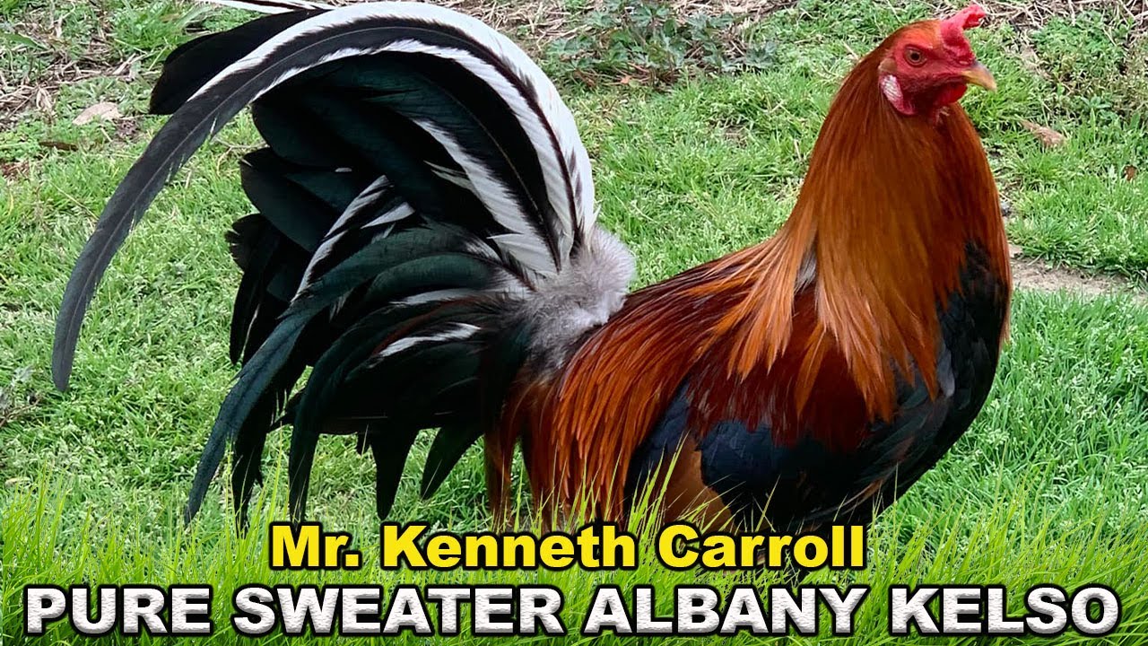 Mr. Kenneth Carroll Pure Albany Kelso Sweater | Beautiful Quality Birds ...