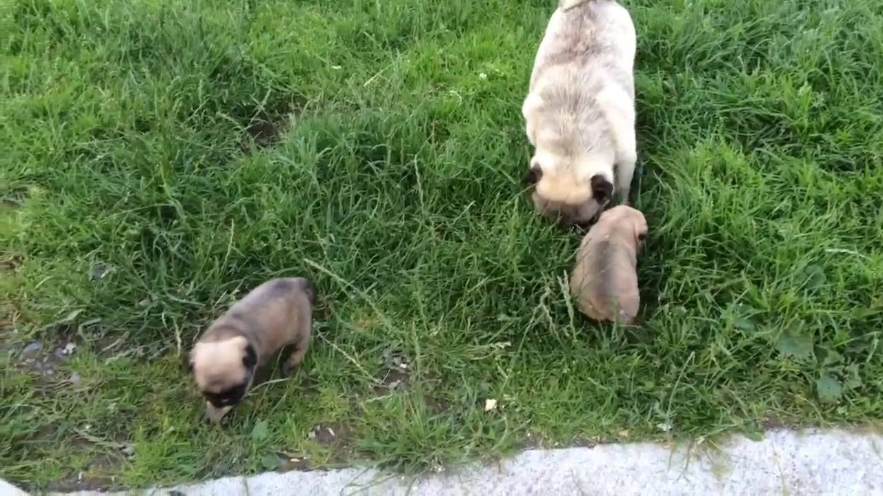 Pug Puppies at 6 Weeks Old - Playing in the garden - YouTube