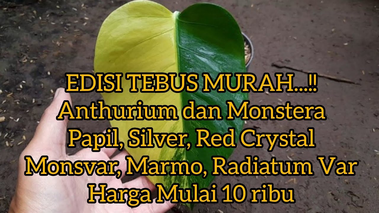 FLASH SALE 20 Oct 25 Anthurium & Monstera Papil,Silver,Monsvar,Marmo ...