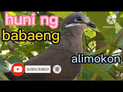 White eard brown dove (alimokon) Bird calling  sounds #akobicolTv