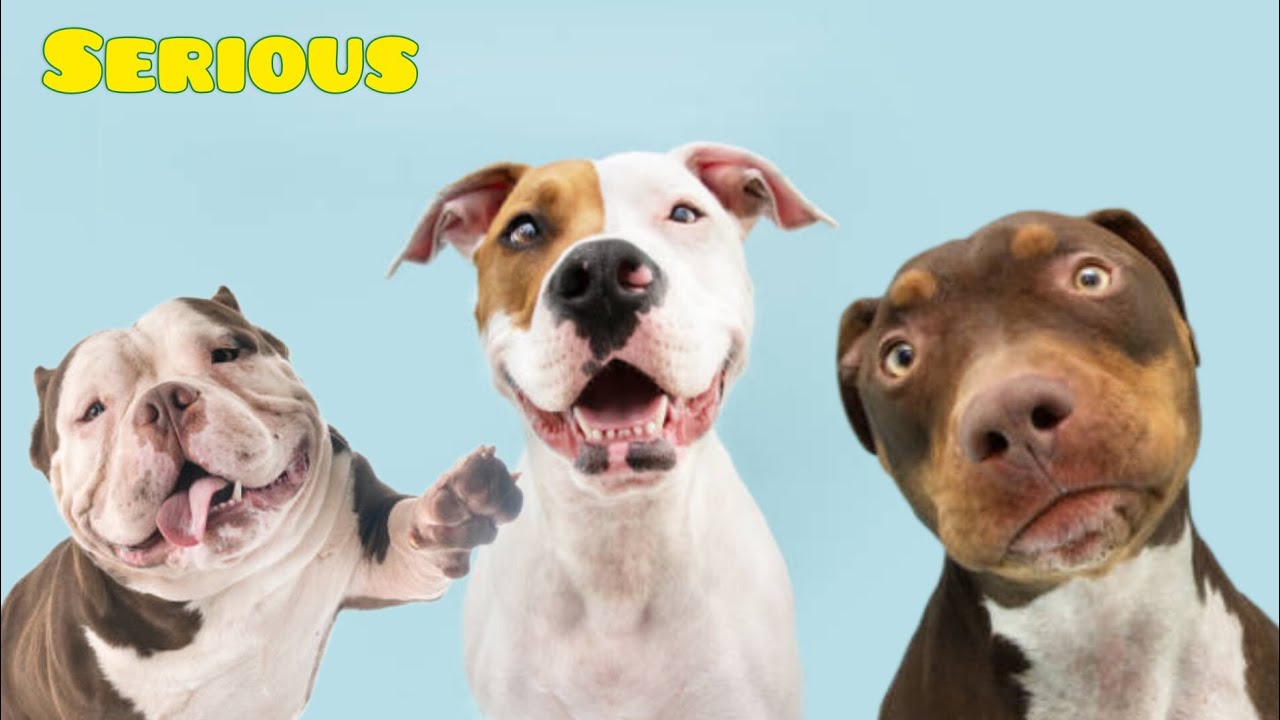 So serious but funny dog !!! - YouTube