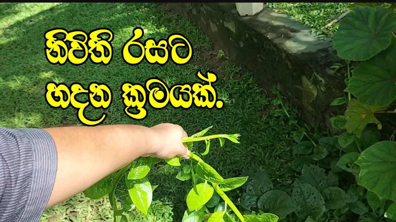 මේ විදියට නිවිති හැදුවොත් ගෑවුණ තැන කන්න පුලුවන්.|Susan's Kitchen ...