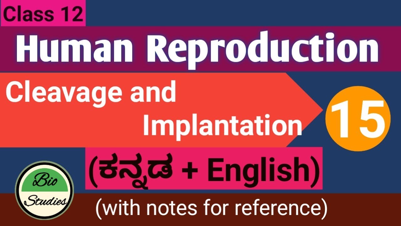 Class 12 - Human Reproduction - 15 - Cleavage and Implantation - YouTube