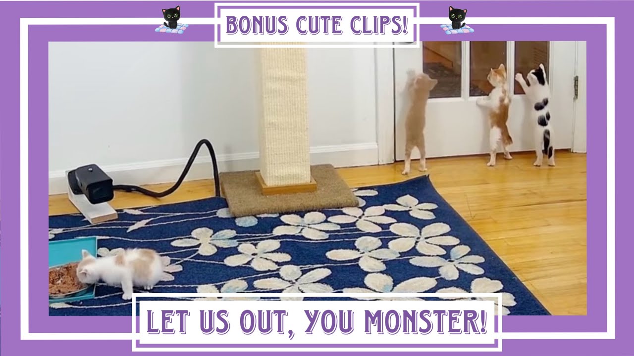Let us out, you Monster! - Bonus Cute Clips - Jan 15th. - YouTube
