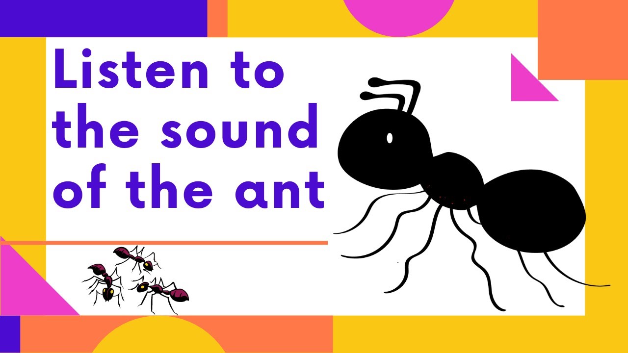 #Ant #Social insect #Ant colony #Ant social organization #Ant structure ...