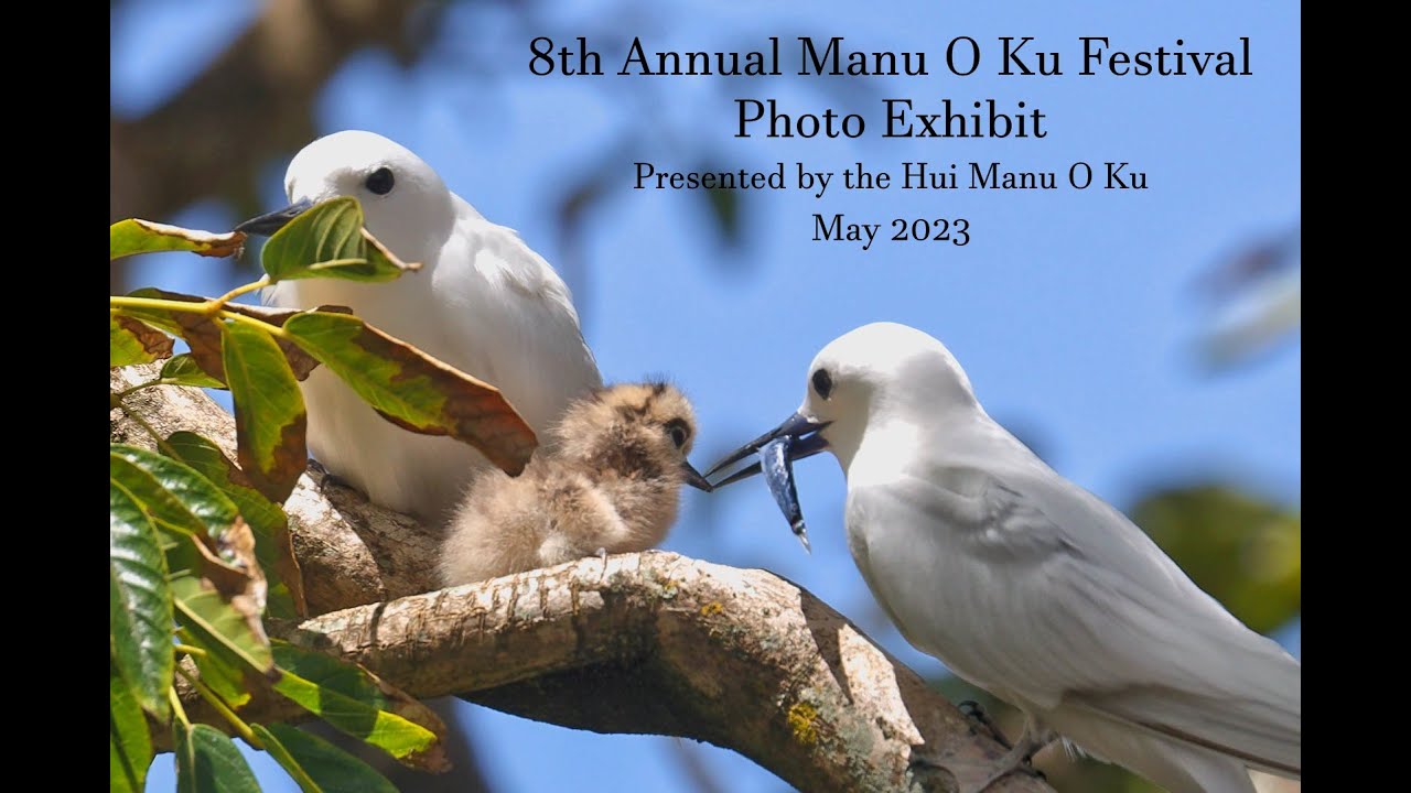 2023 Manu o Ku Festival Photo Exhibit - YouTube