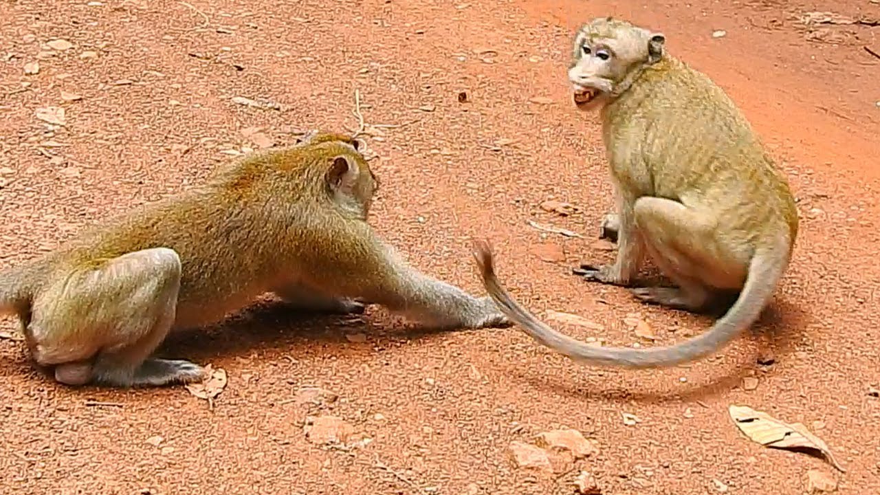 Big surprise style! Doing Polang and Harold? Look strange activities of ...