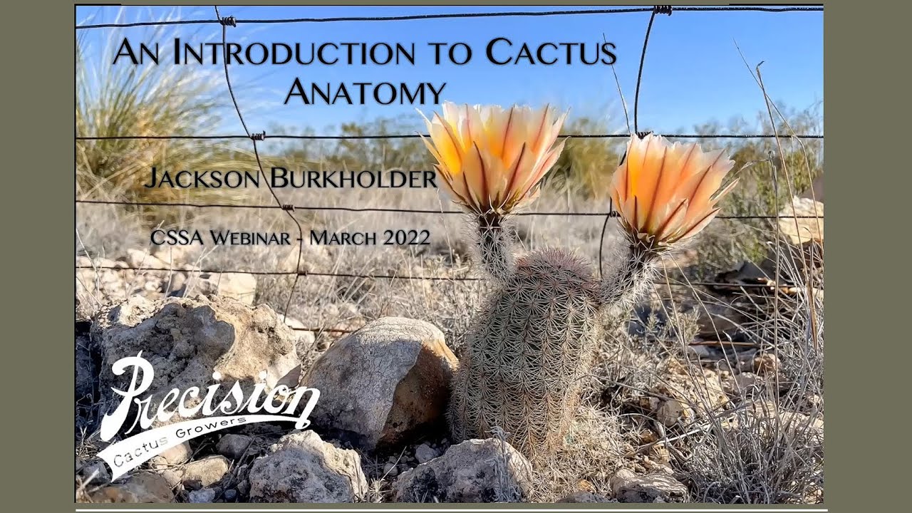 Anatomy Of A Cactus