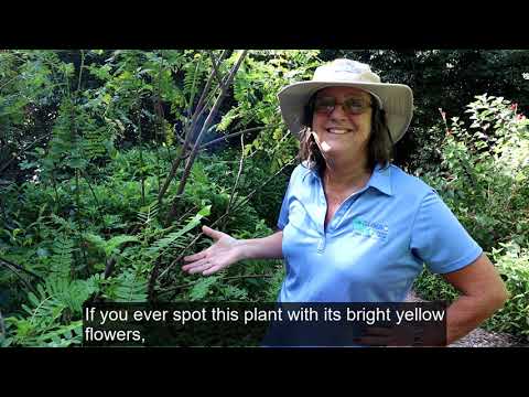 Gumbo Limbo Butterfly Garden Virtual Tour - YouTube