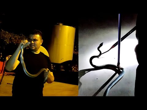 Agresif Sikkeli yılan kurtarma operasyonu- Yılan videoları