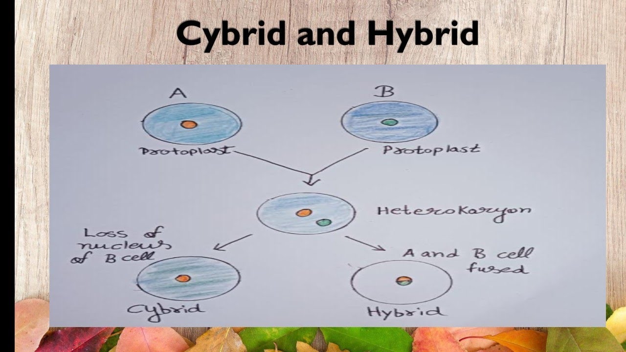 Bioch 311 | cybrid and Cybridisation for Bsc and Msc | cybrid or ...
