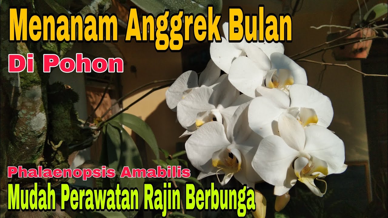 Cara Menanam Anggrek Bulan Phalaenopsis Amabilis Di Pohon - YouTube