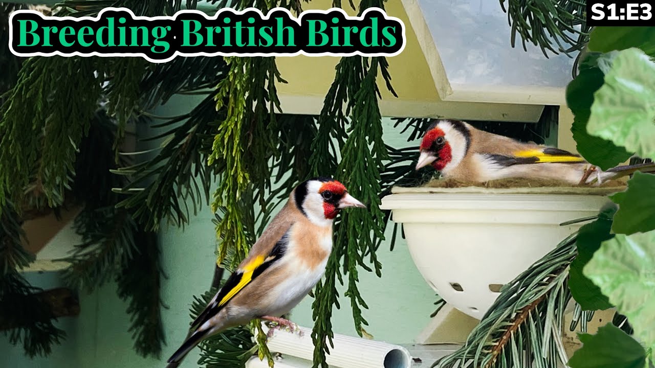 More Nests & Chicks on the Sticks | Breeding British Birds S1:E3 - YouTube