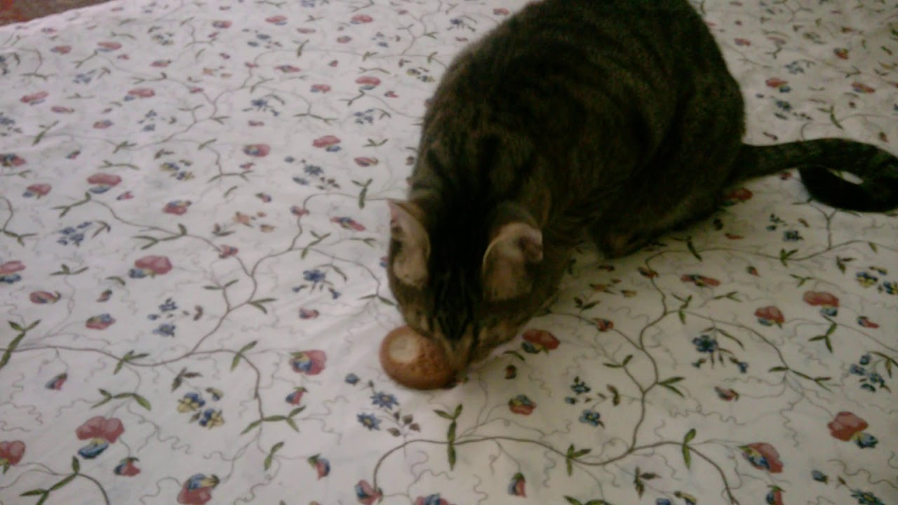 My Cat Eating Cookies! - YouTube