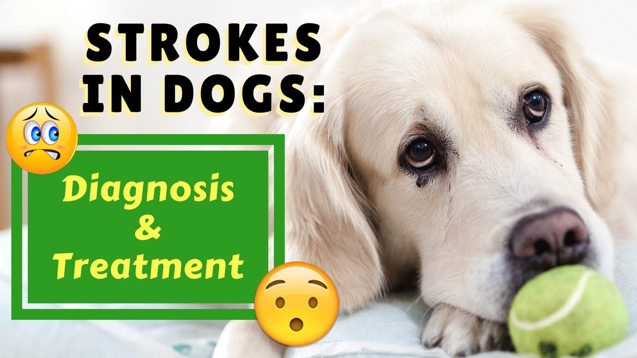 Strokes In Dogs Diagnosis And Treatment YouTube strokes-in-dogs-diagnosis-and-treatment-youtube
