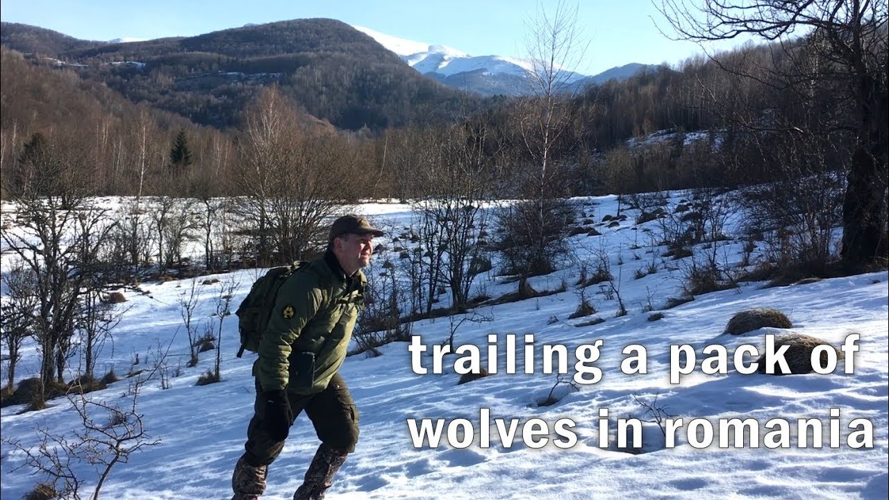 Wolf Trailing in Romania - YouTube